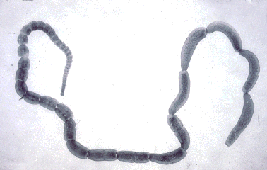 Tapeworm - Mar Vista Animal Medical Center